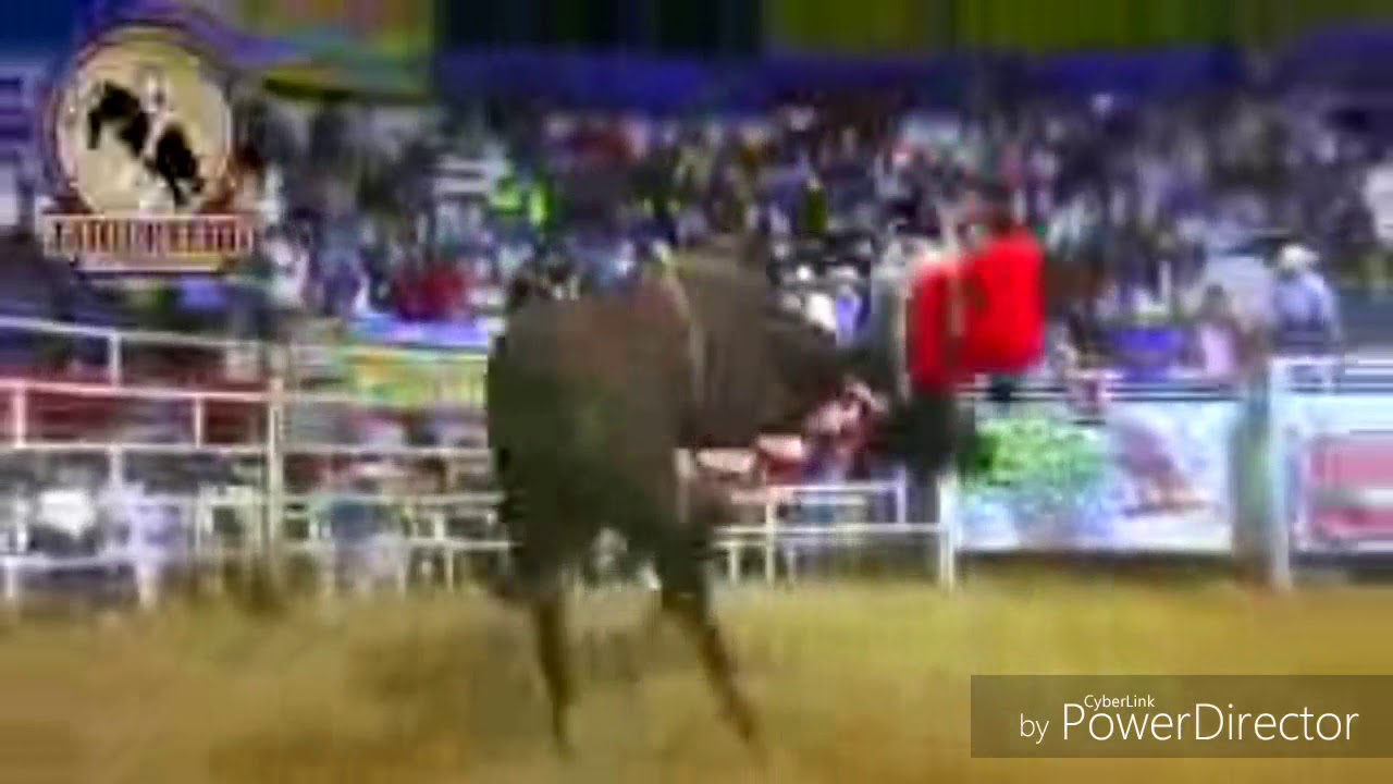 Los mejores toros de reparo en Mexico!! - YouTube