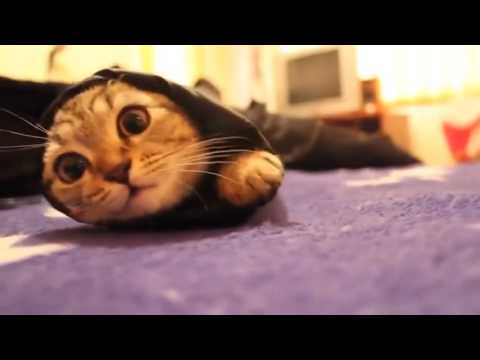 Ceket Kolundan Çıkan Yavru Kedi ^^