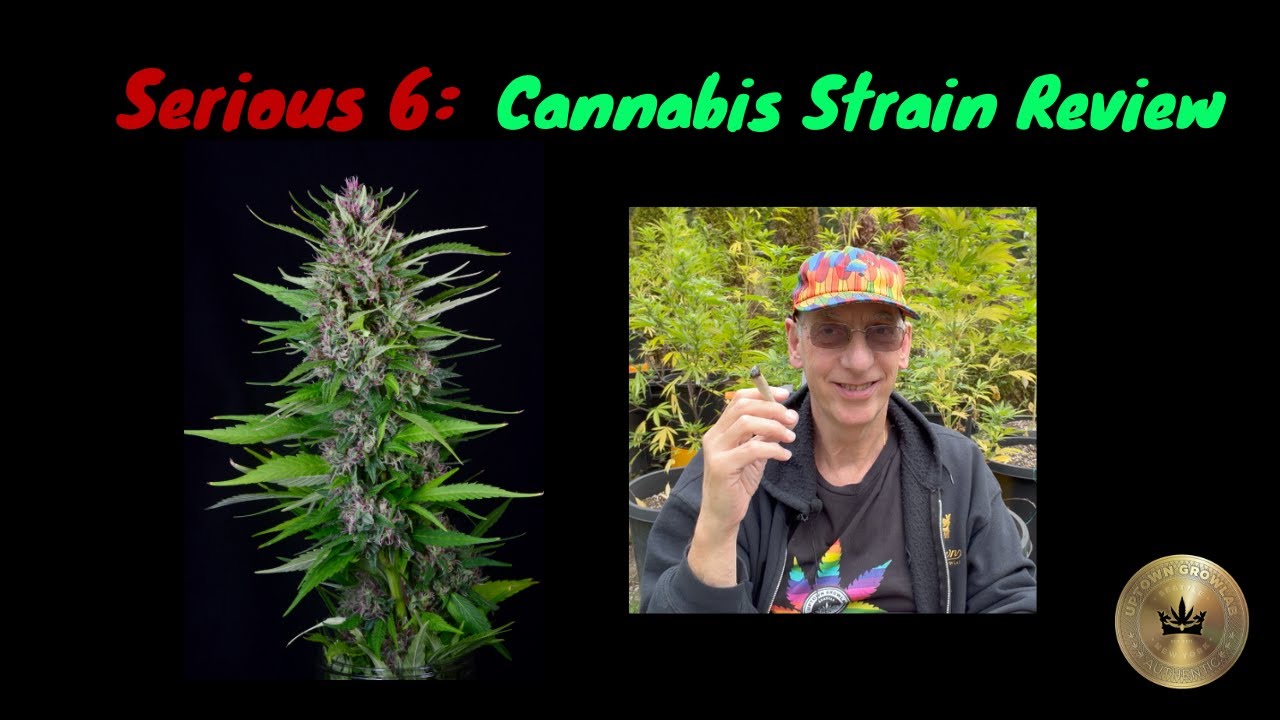 Serious 6 from Serious Seeds Cannabis Strain Review - YouTube