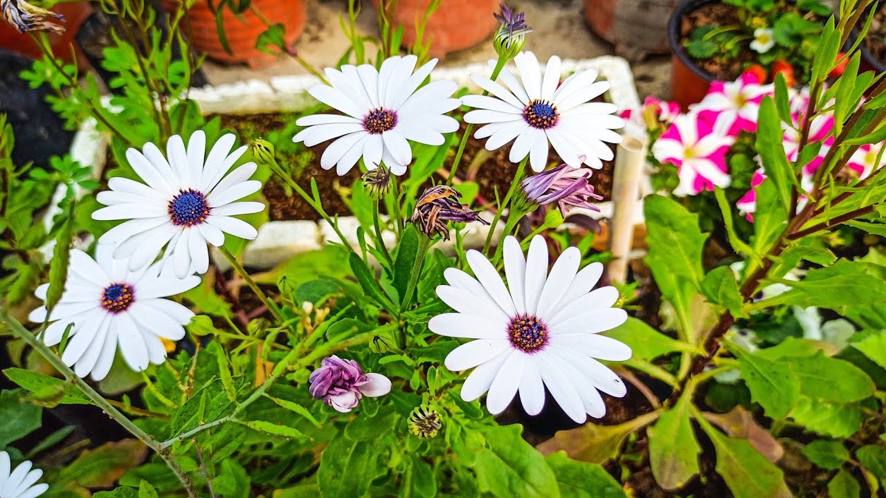 How to grow Dimorphotheca from seed || Cape Daisy Care with Update ...