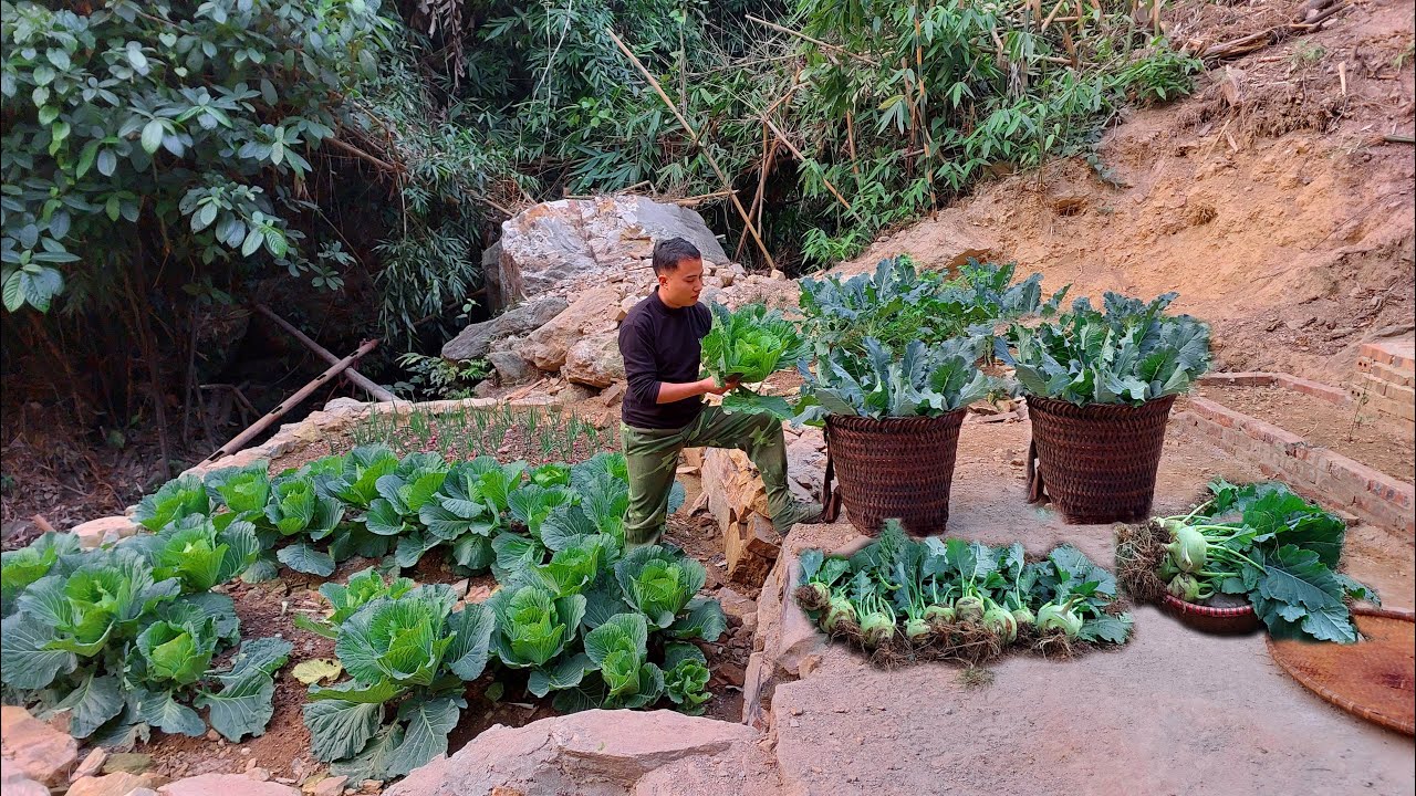 Gardening and harvesting vegetables in the mountains. Living with ...