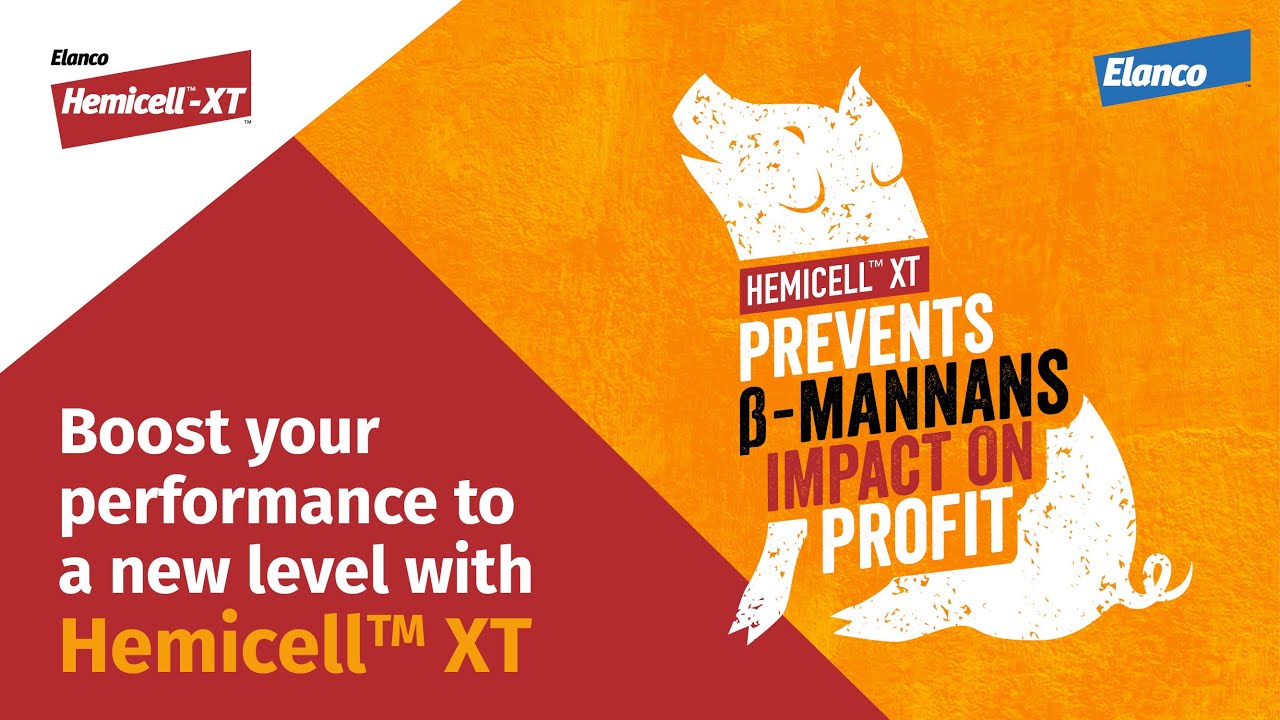 Boost pigs performance with feed enzyme Hemicell™ XT - YouTube