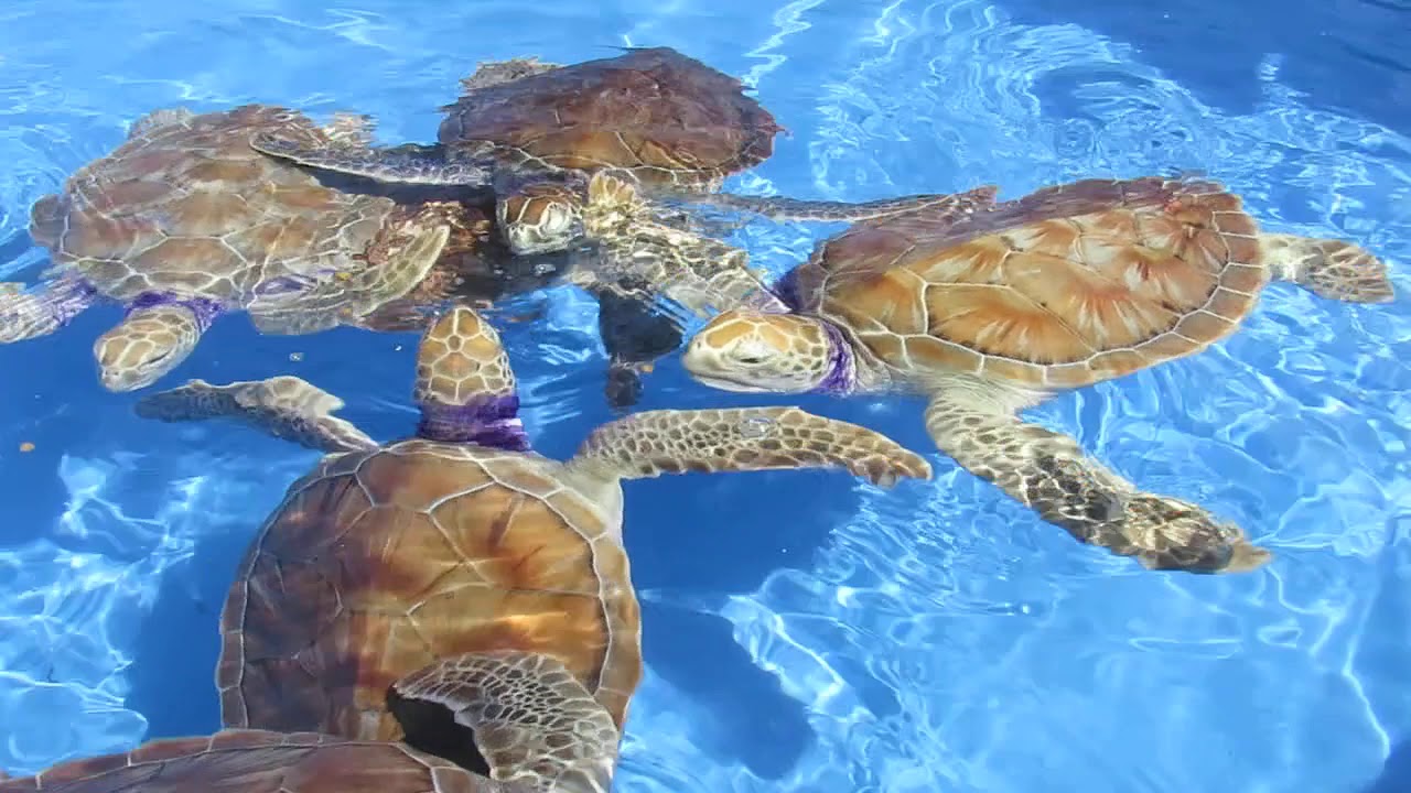 Sea Turtle Rescue Center, Cayo Largo Cuba - clip 8786 - YouTube