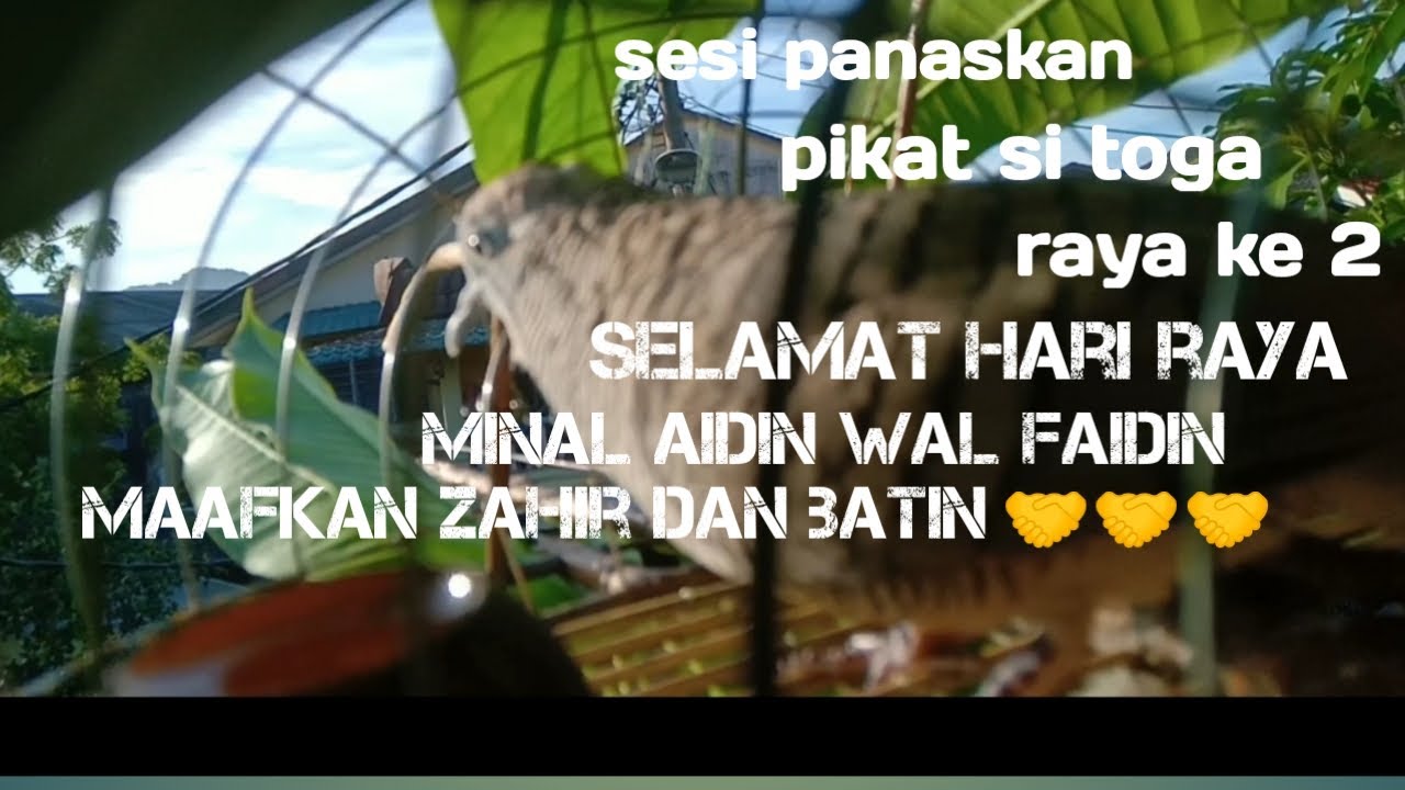 burung merbok/perkutut - panaskan pikat kong krok padu - YouTube