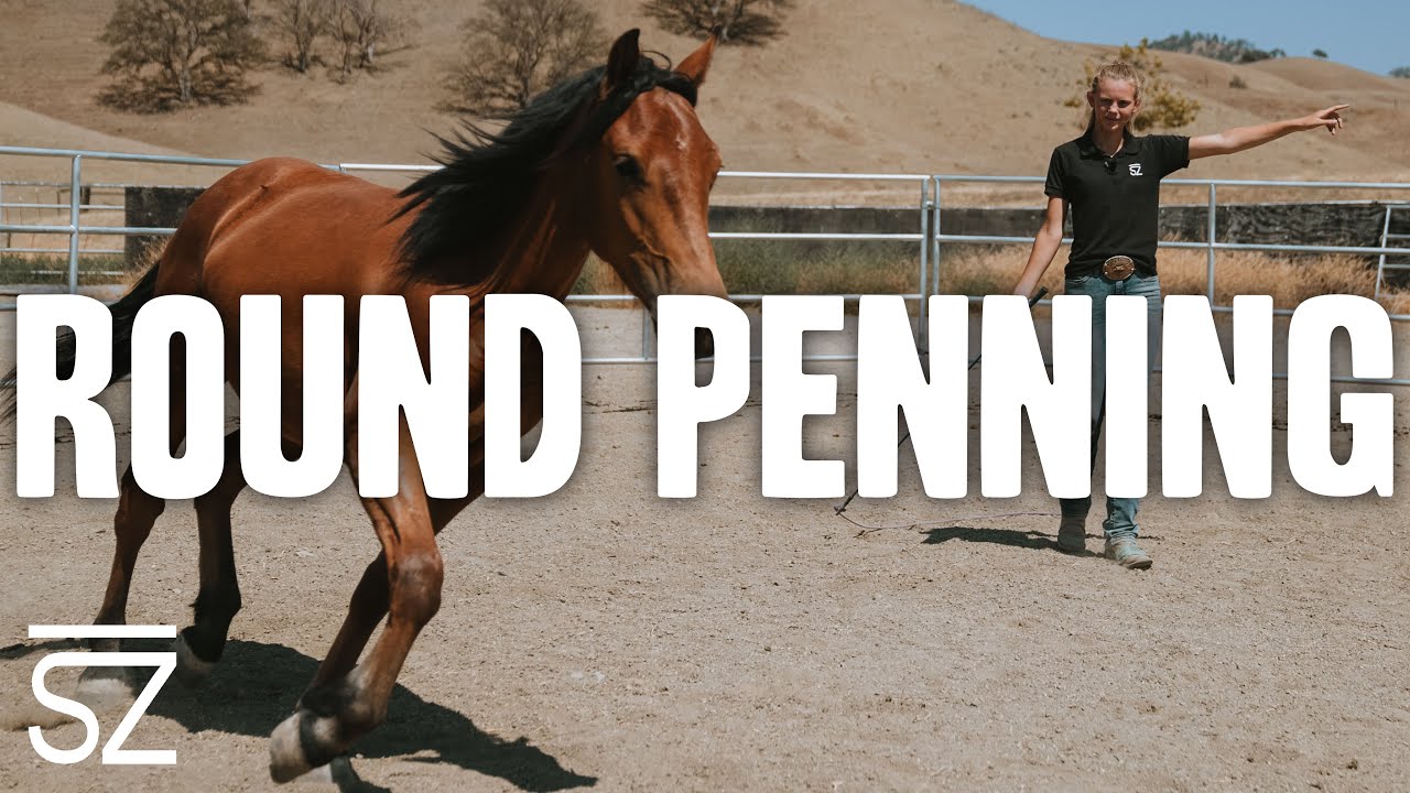 The Basics of Round Penning a Mustang - YouTube