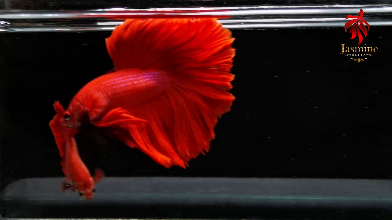 HM Super Red Rose Tail - YouTube