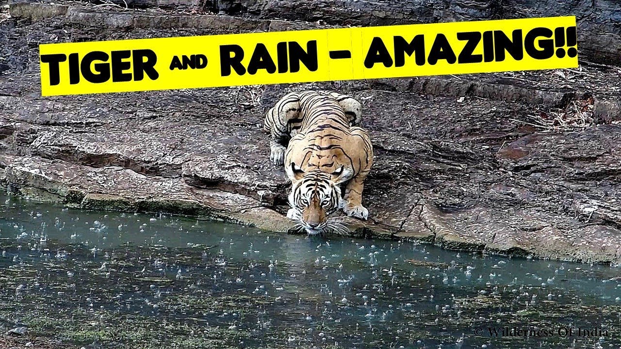 Tiger & Rain | Amazing Tiger Sighting - YouTube