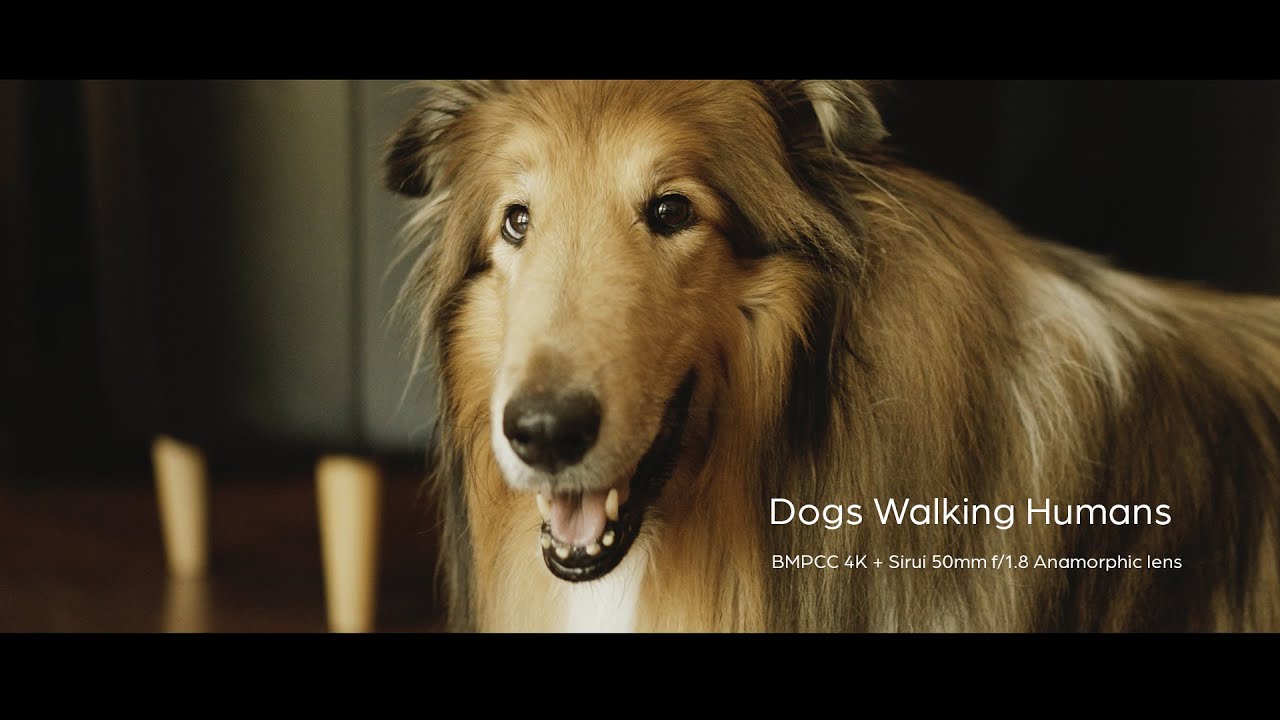 Dogs Walking Humans - BMPCC 4K w/ Sirui 50mm Anamorphic Lens - YouTube