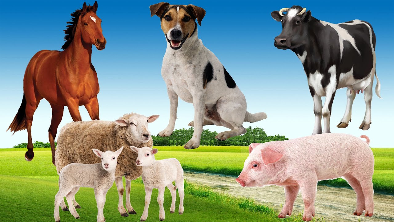 Animals do silly things: cows, monkeys, pigs, elephants, bears, dogs ...