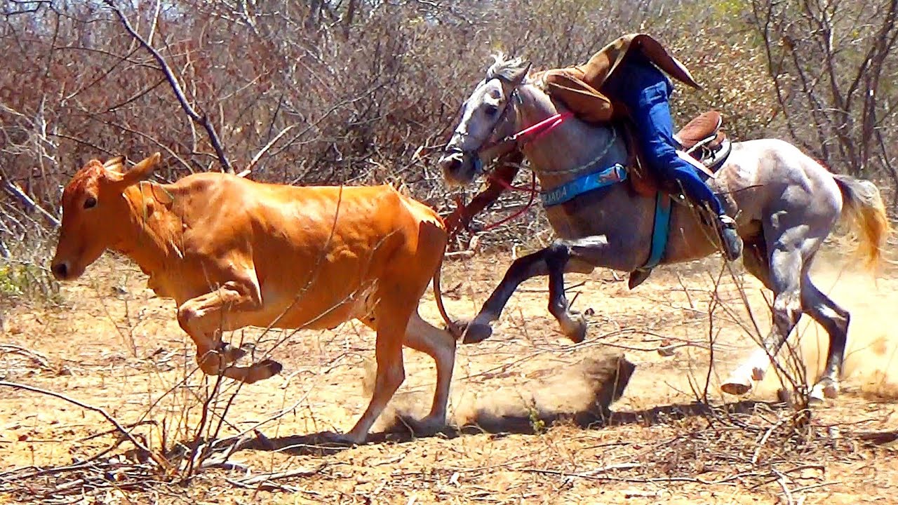 Pega de boi no mato no parque União do Vaqueiro (Capitão Gervásio Oliveira-PI) - YouTube