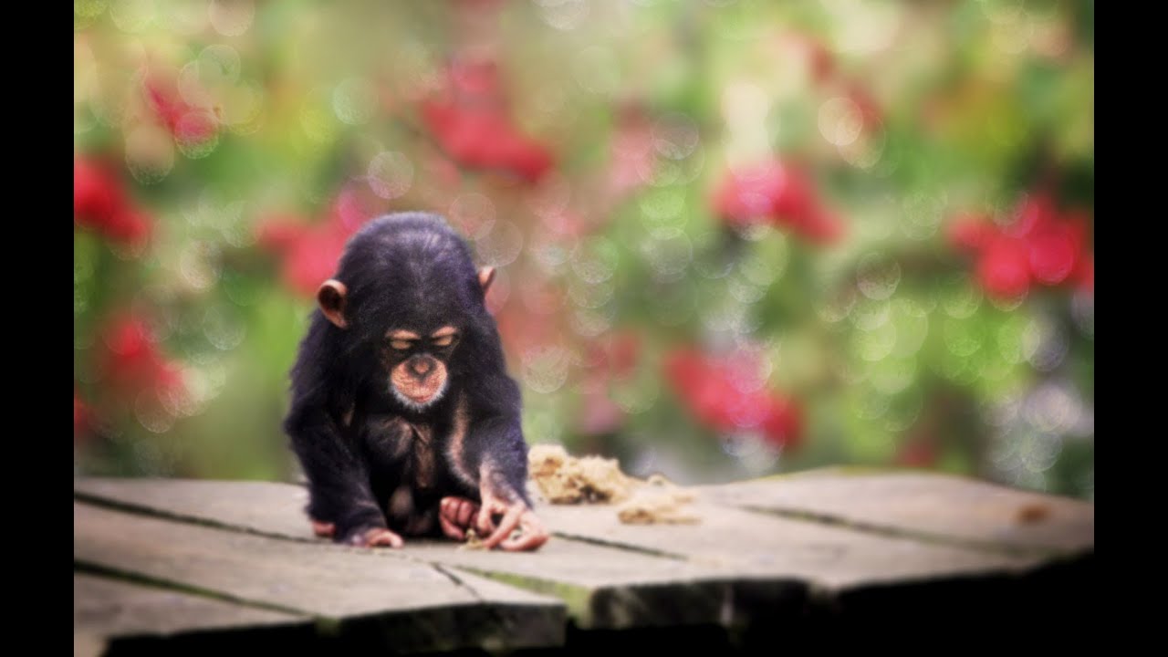 Cute Facts to Make You Happier - YouTube