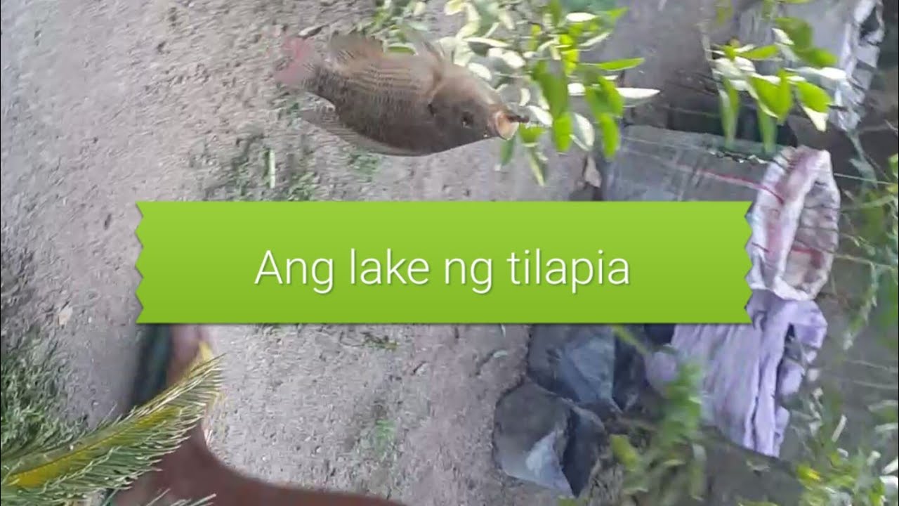 Buhay bukid-pang bingbingwit ng isda+inuman sa bukid(Day 1)kelvin ...