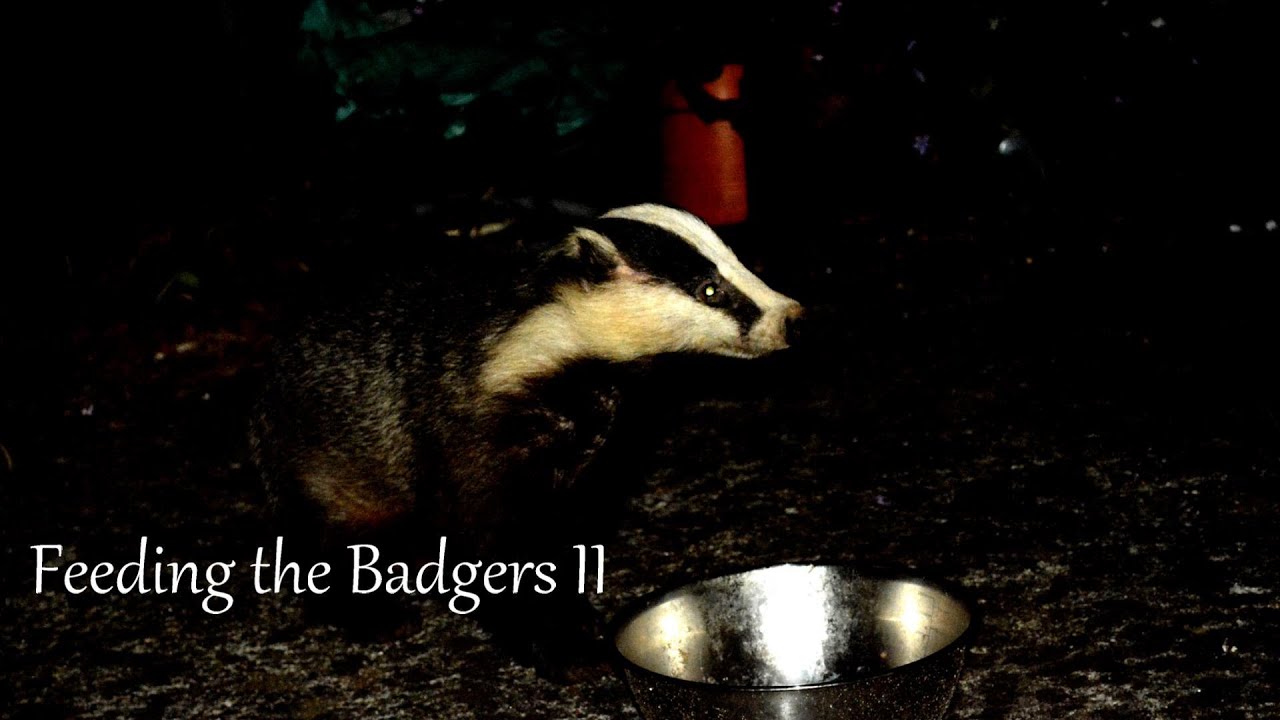 Feeding the Badgers II - YouTube