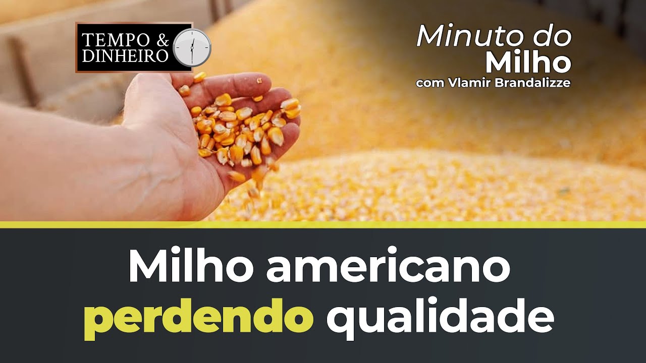 Milho americano perdendo qualidade - YouTube
