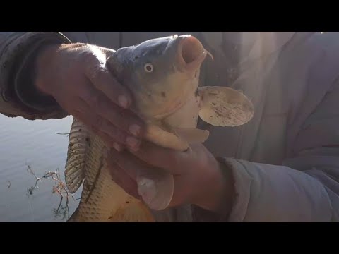 #fish #fishing #keşfet #keşfetteyiz #carpfishing  #sazanavı #balıkavı bol aksiyonlu guzel av yapdik