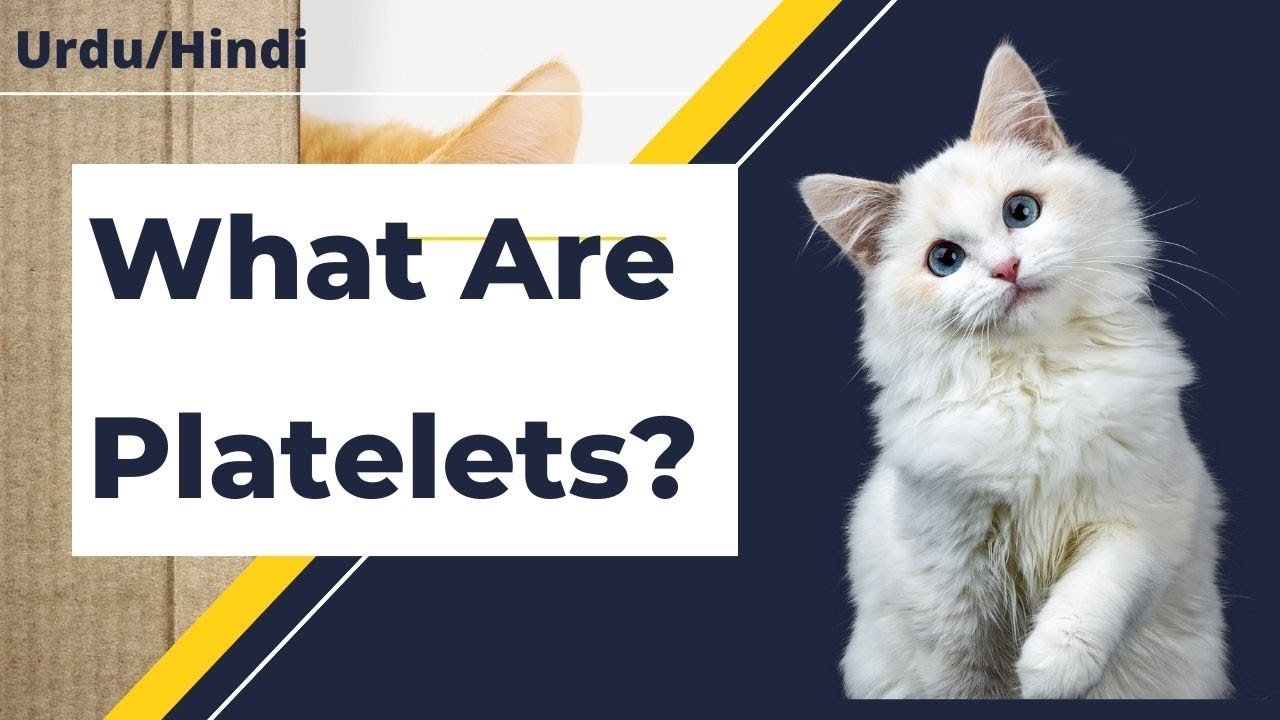 Platelets in Cats: What They Do, and How to Prevent Too Many || Video-4 ...
