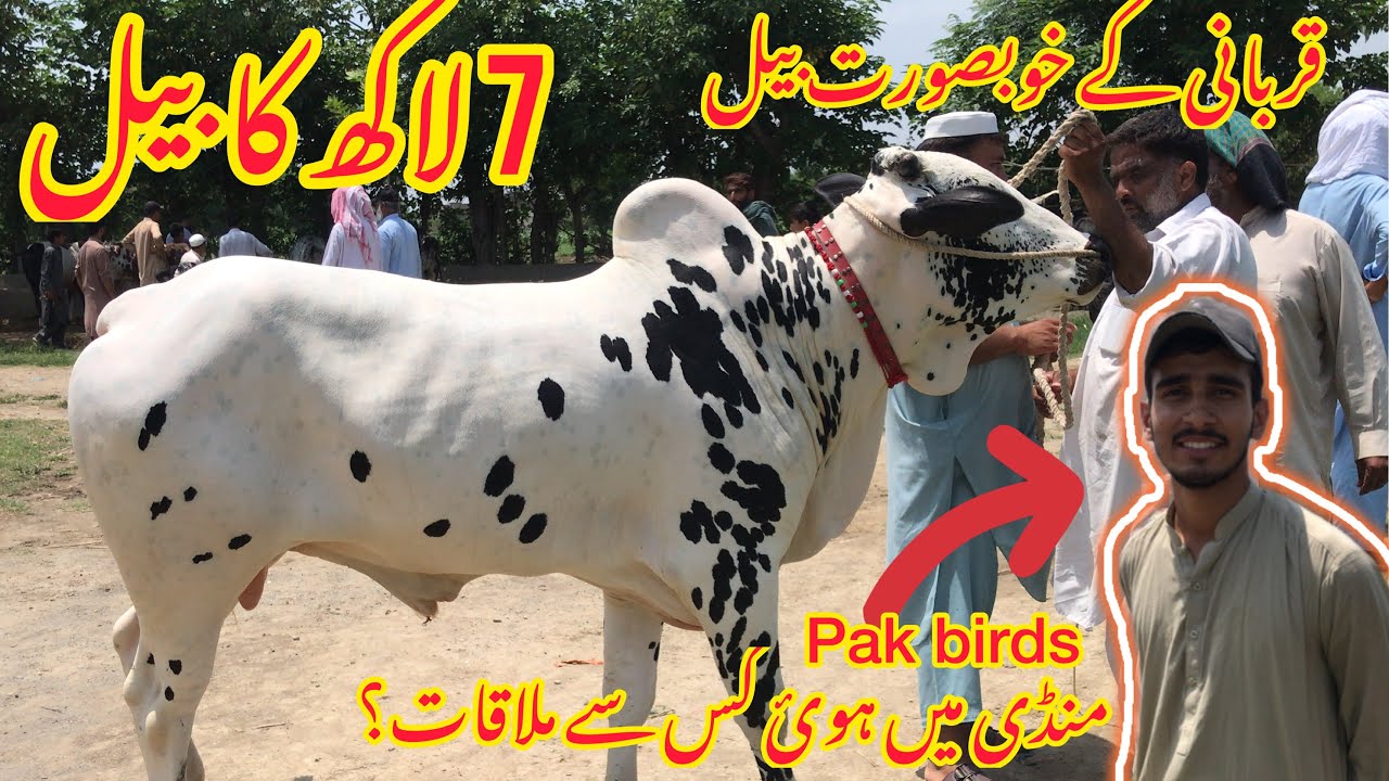 7 lakh ka bail Qurbani ka bail |haripur mandi 2023 |mandi mein kis say ...