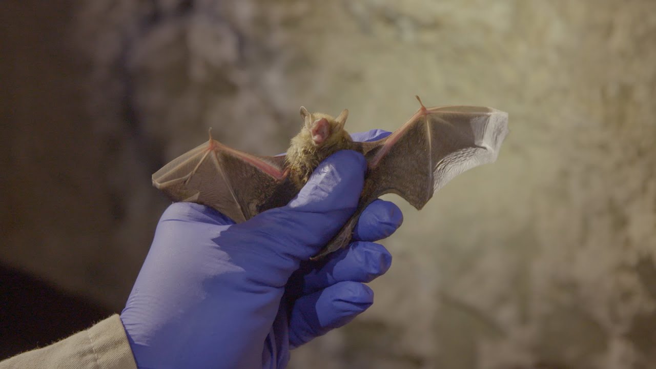 Meet the Woman Saving Missouri's Bats - YouTube