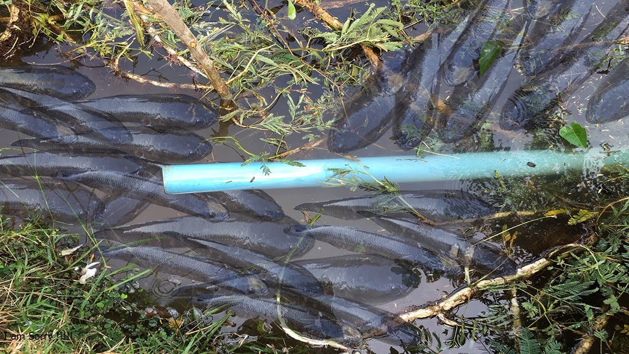 This Fishing is Possible? Unique Fish Trapping System | New Technique ...