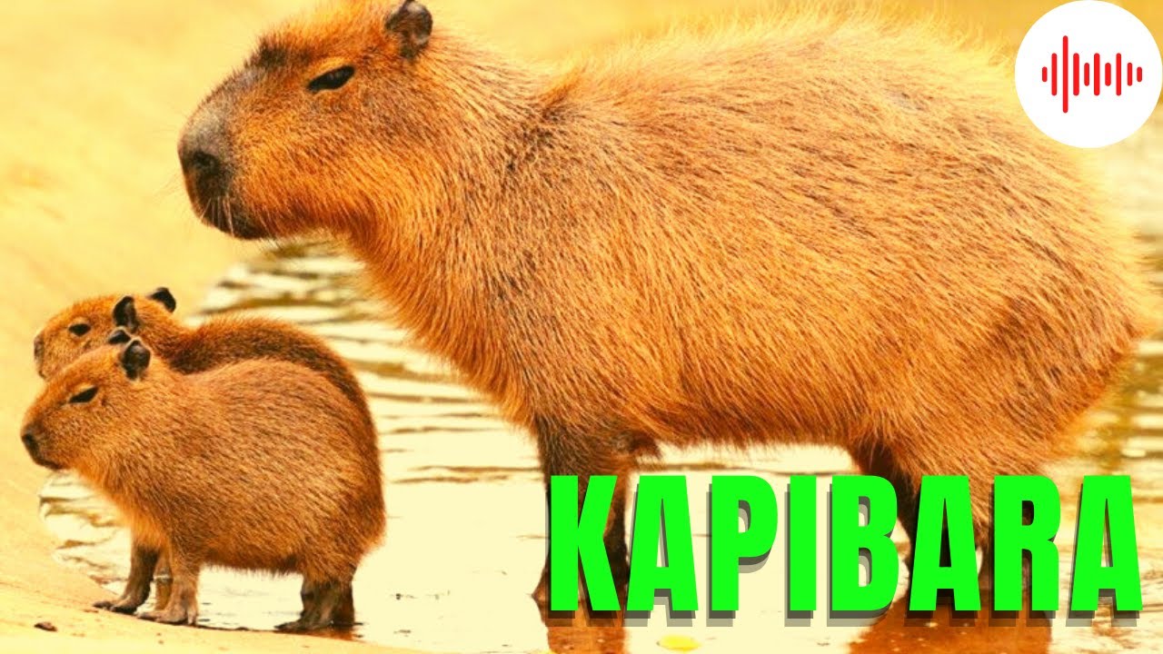 Kapibara. Odgłosy Kapibary. Dźwięki Kapibary. Odgłosy jakie wydaje ...