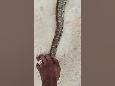 Giant python Caught #shot #shorts #snake #phython #viral - YouTube
