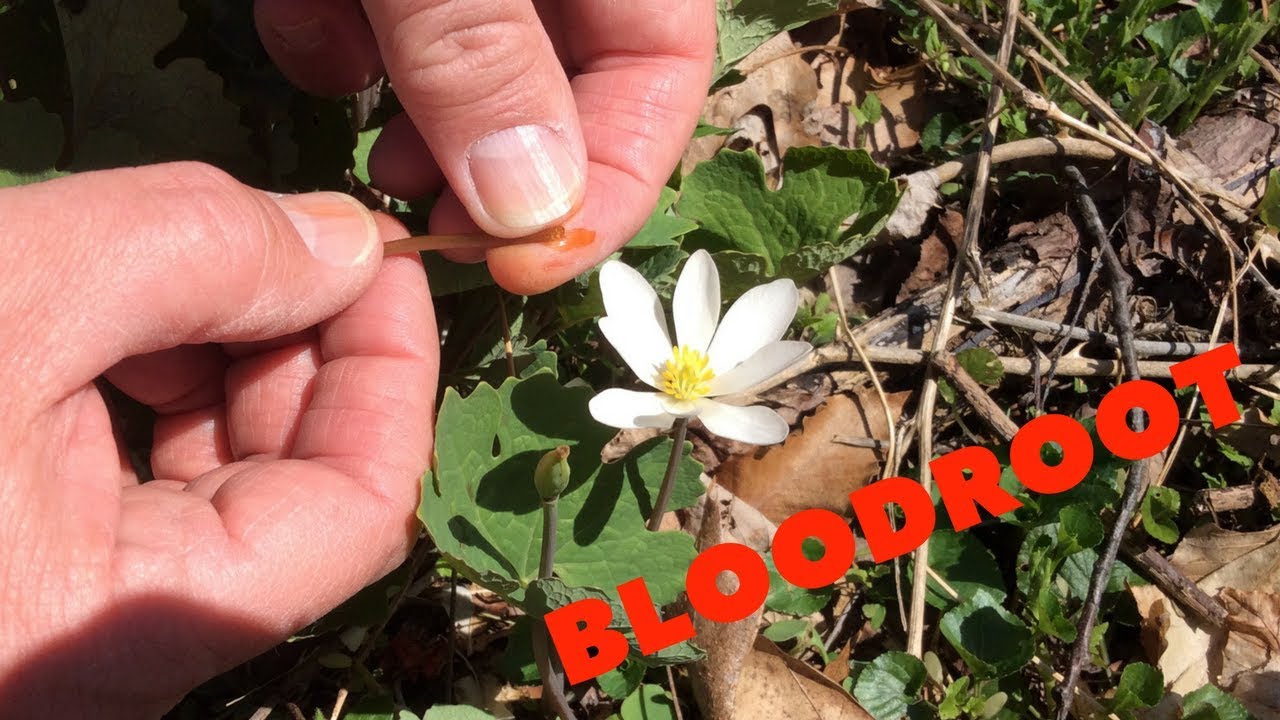 Indian secrets of the bloodroot@ MoseKnowsNature - YouTube