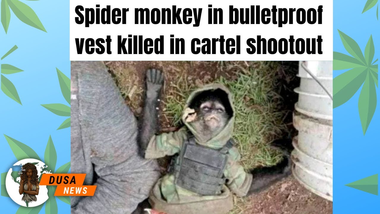 Monkey Wearing Bulletproof Vest - YouTube
