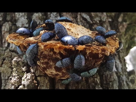 Where Do Pleasing Fungus Beetles Live