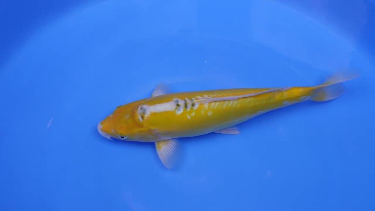 Yellow Shusui Koi