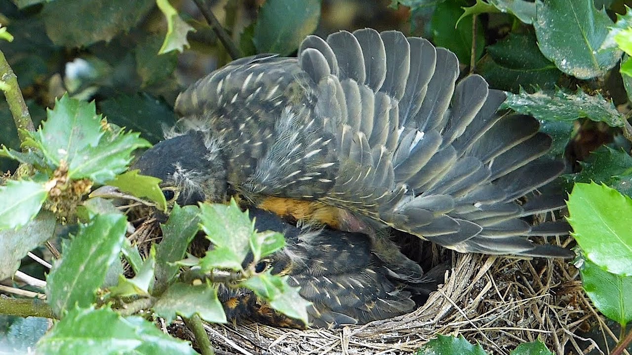 Robins' Nest: They Grow Up So Fast - Trying Out Their Wings - YouTube