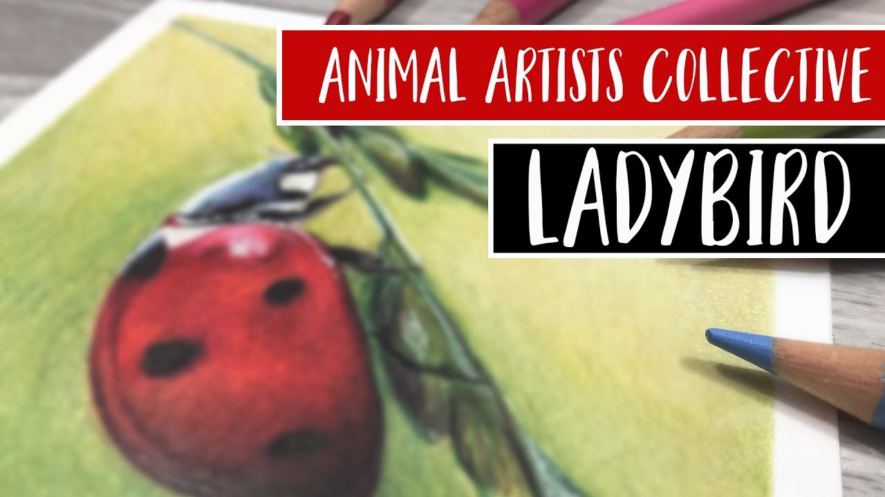 Animal Artists Collective | Drawing a LADYBIRD with Colored Pencil ...