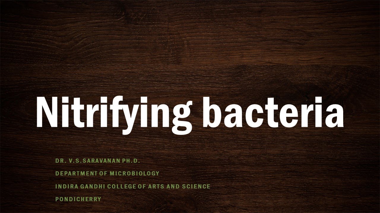 BPM Unit 4 Lect 6B (Nitrifying bacteria) - YouTube