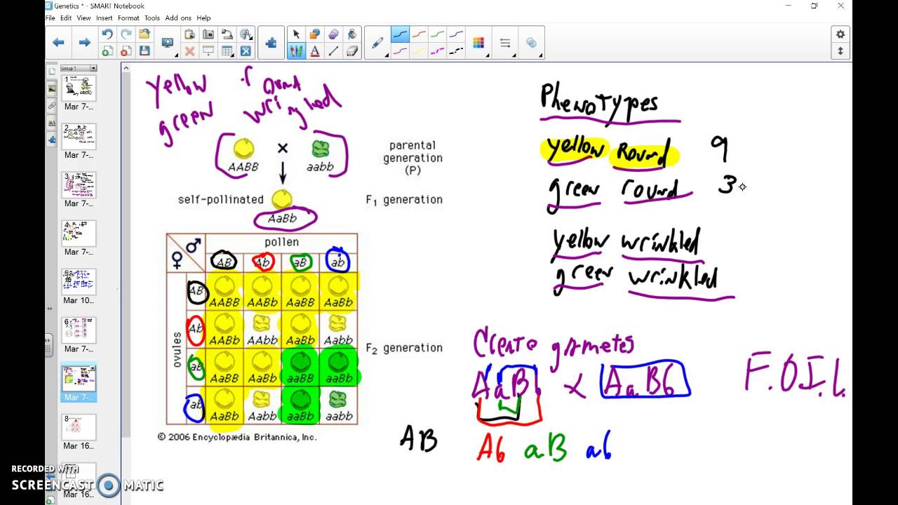 Crosses with multiple traits - YouTube