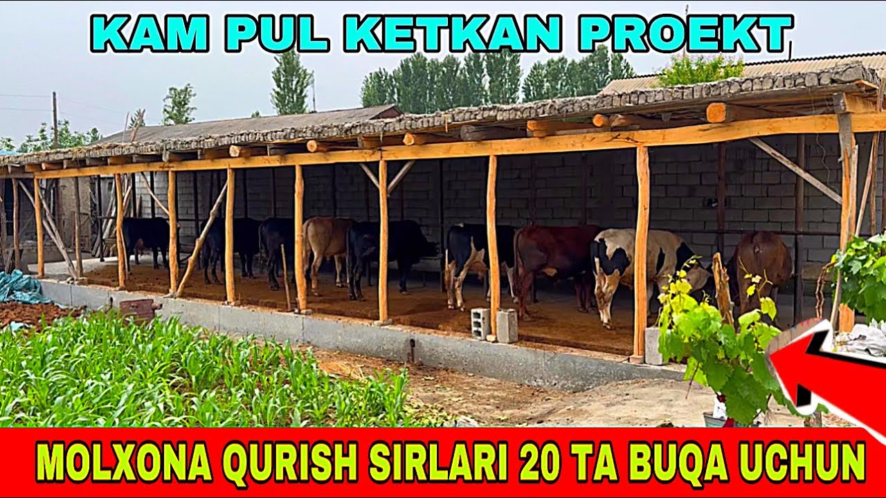 MOLXONA QURISH SIRLARI KAM PUL KETKAN PROEKTDA - YouTube