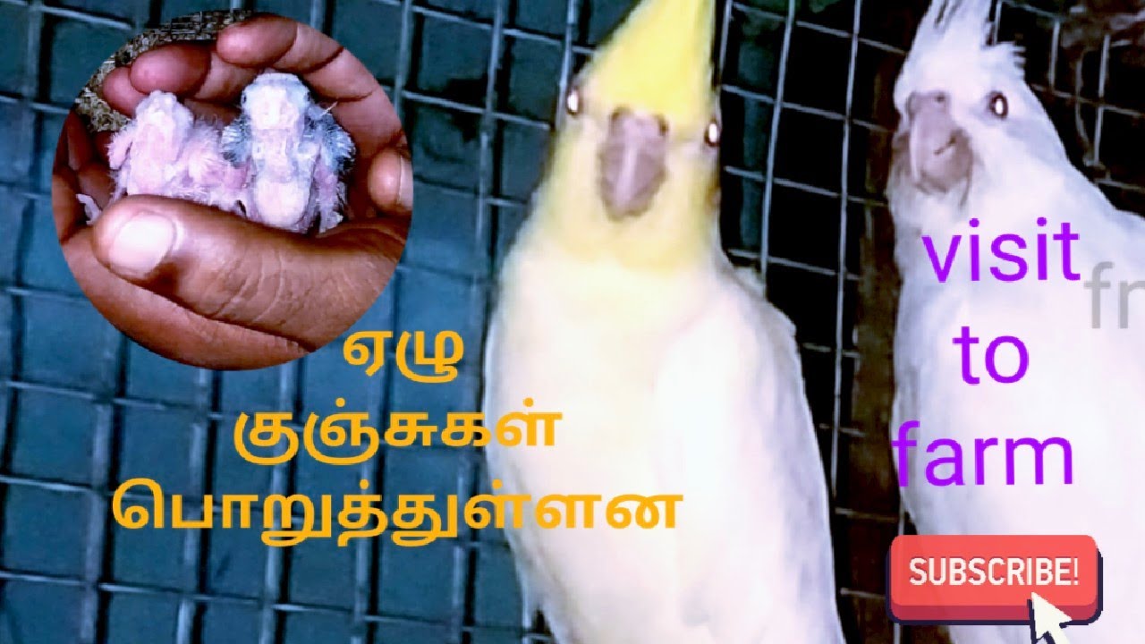 cocktail farm/cocktail chick/cocktail birds breeding farms 🙏🙏🙏 - YouTube