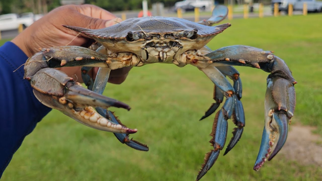 Great Day of Crabbing! Florida Blue Crabs! 4 Different Locations! Lets ...