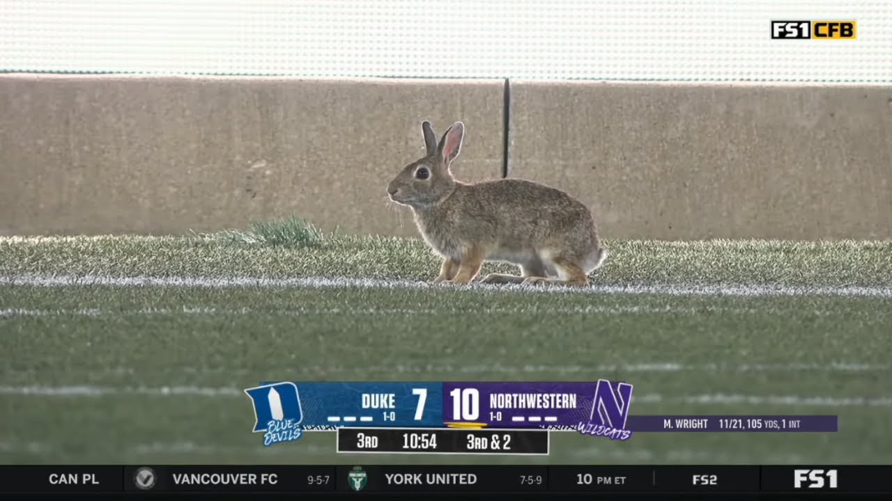 rabbit runs on field during college football game and mascot chases it ...