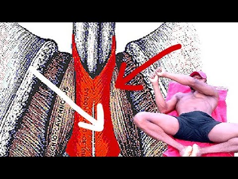 Get a healthy erection by exercising these two muscles (bulbospongiosus ...