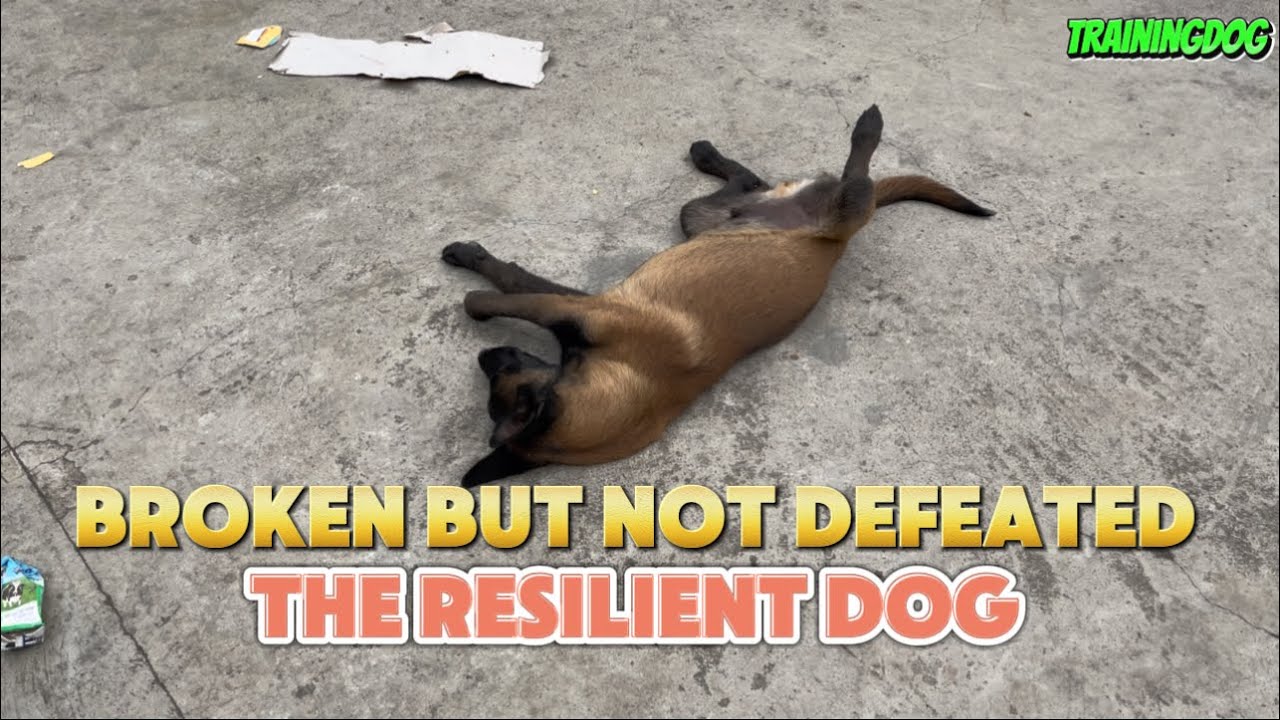 Broken But Not Defeated: The Resilient Dog - YouTube