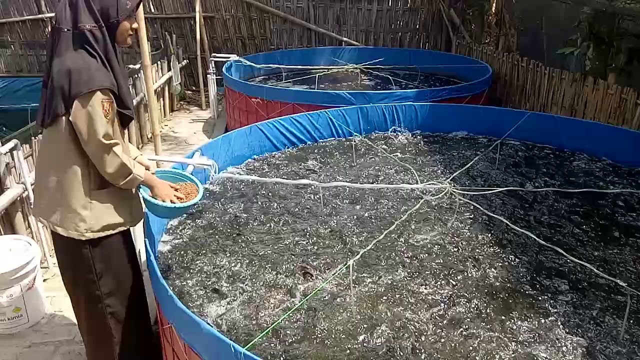 Lele bioflok - YouTube