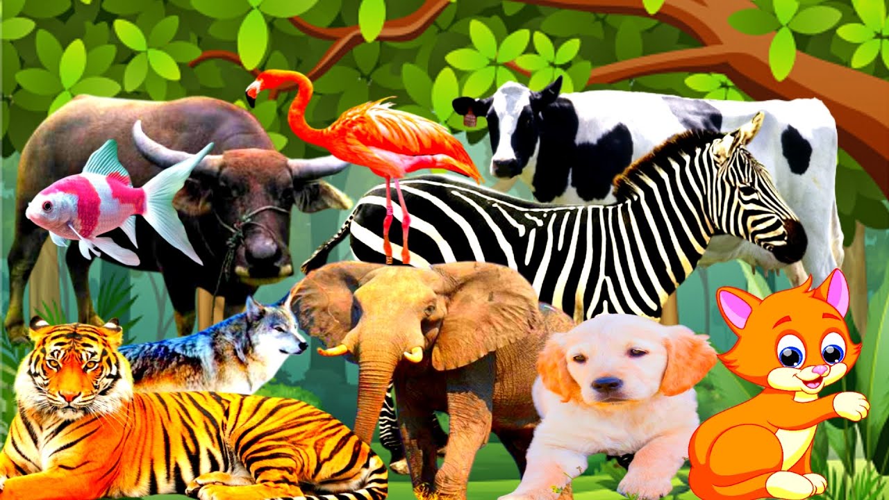 Hewan lucu,bebek,ayam,kucing,burung,sapi,kambing,beruang, - YouTube