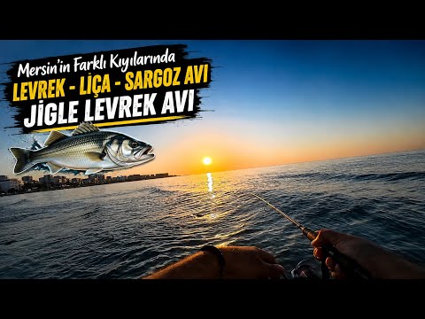 Mersin’in Farklı Kıyılarında Levrek / Liça / Sargoz / Melanur Avı. Jigle Levrek Avı. Hanfish Slapjig
