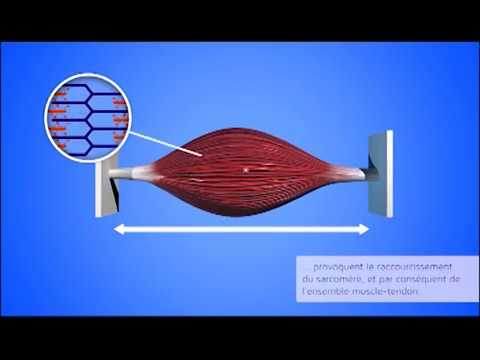 Les différents types de contraction musculaire Questionnaire - YouTube
