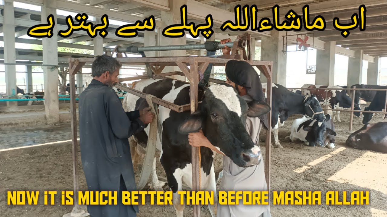 cow leg fracture treatment at irshad dairy farm||cow leg injury ...