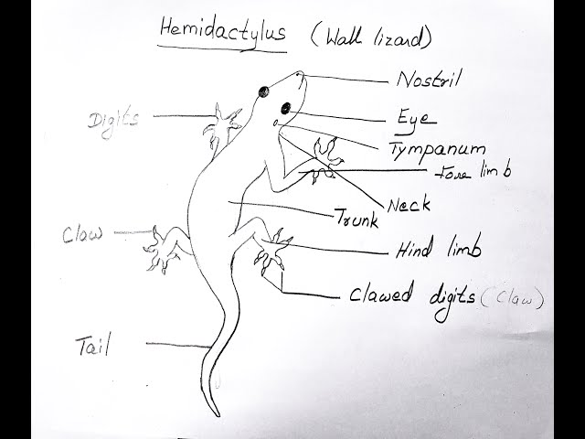 Simple Lizard Diagram How To Draw A Lizard | Design School