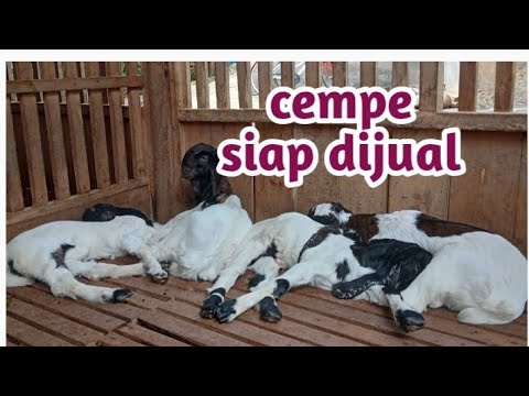 cempe cempe siap dijual setelah lepas sapih. - YouTube