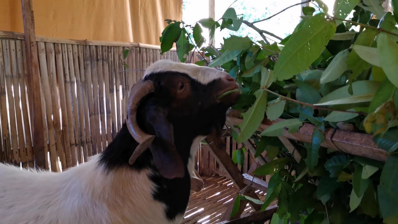 Forest forage for Goat Feeding - YouTube