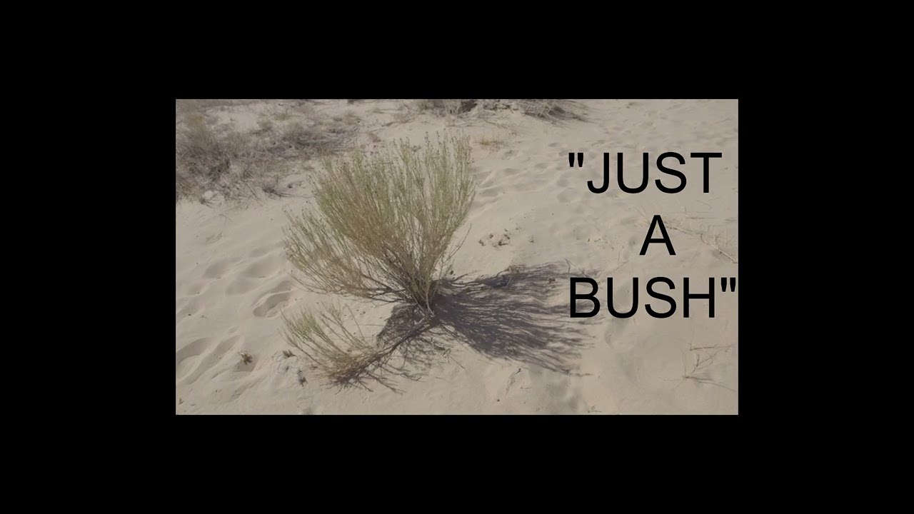 Just a Bush / Exodus 3:1-6 - YouTube