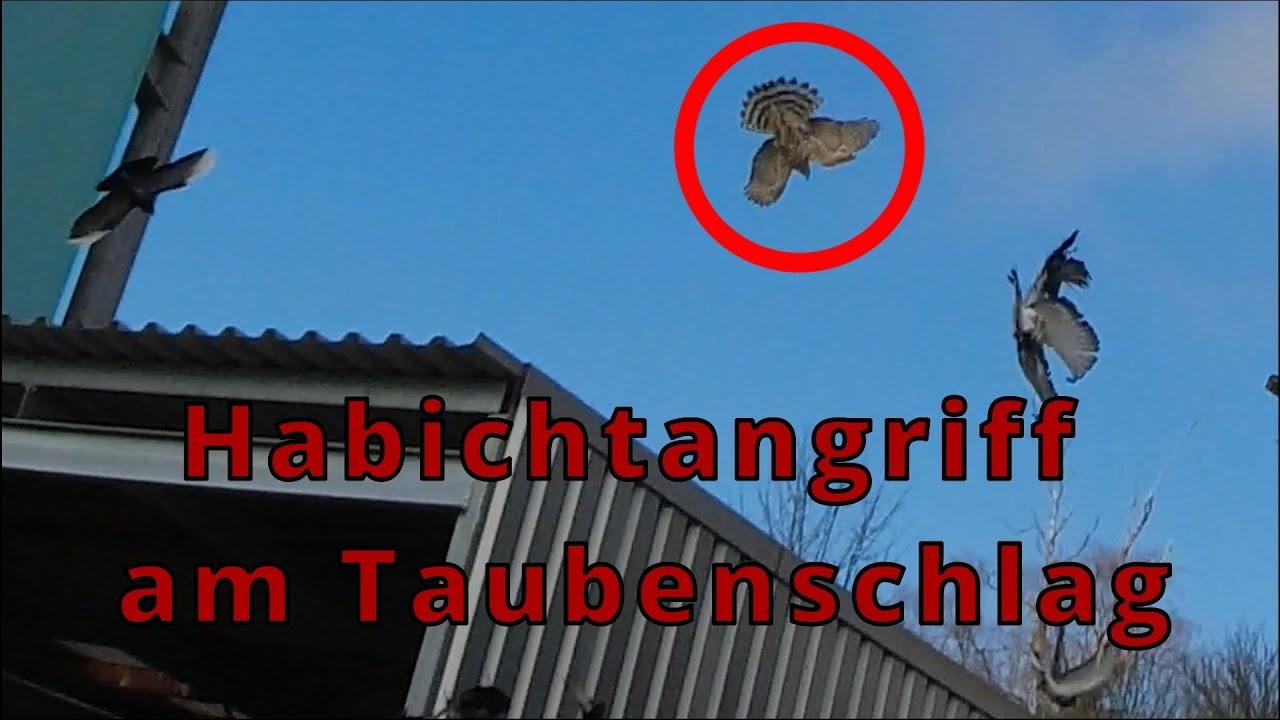 Habicht vs Taube |Heftige Angriffe und eine Taube verschwindet! - YouTube