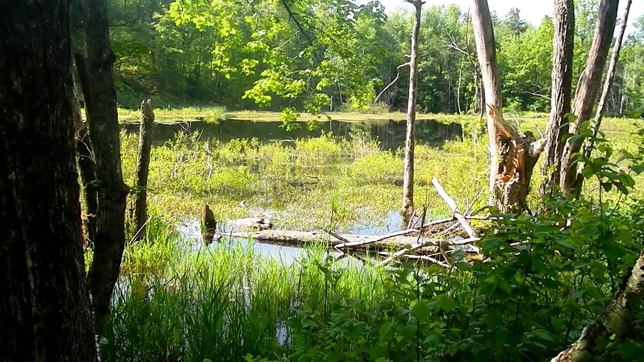 bullfrog calling 2 - YouTube